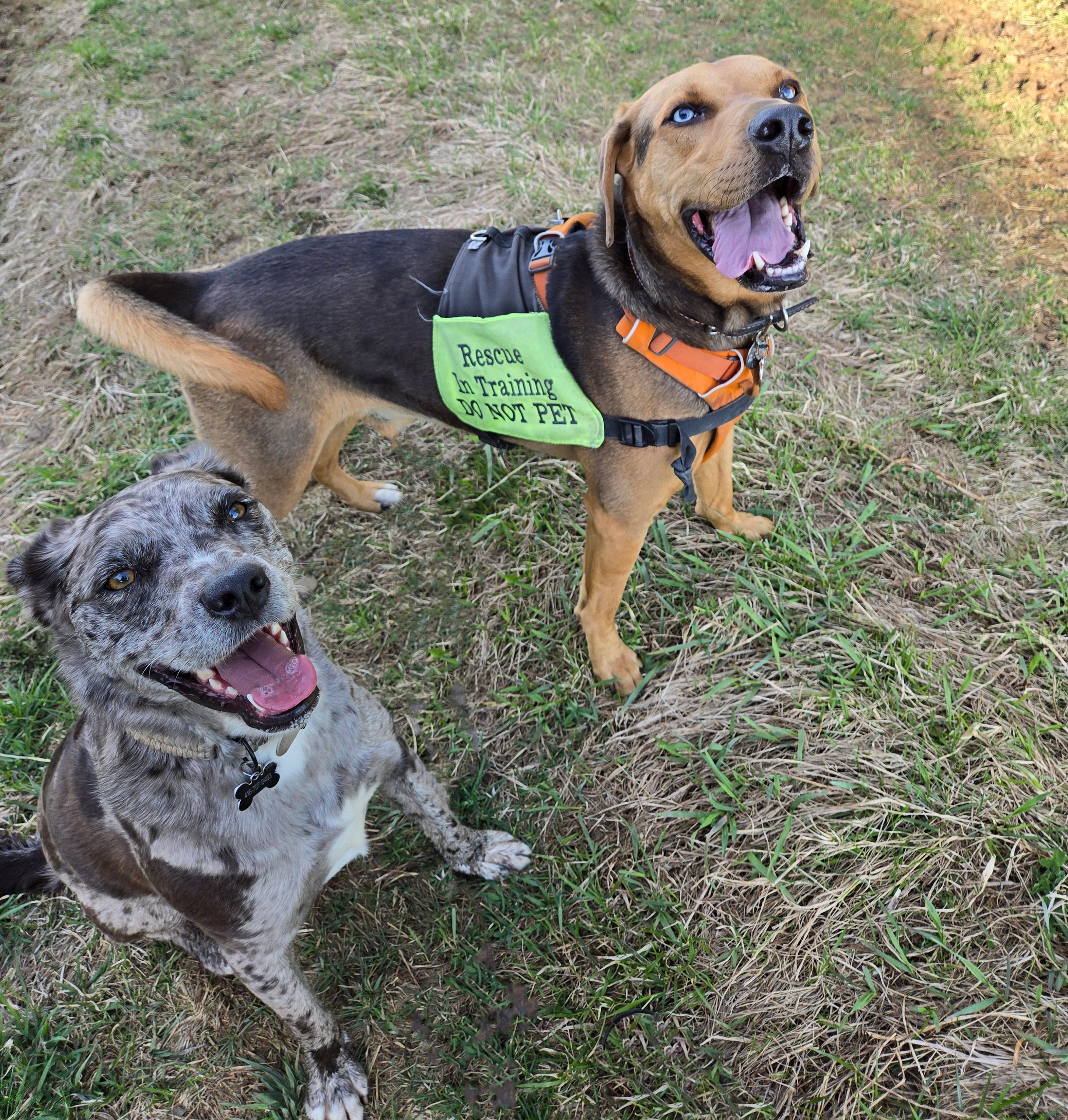 Professional Dog Training in Collingwood & Surrounding Area